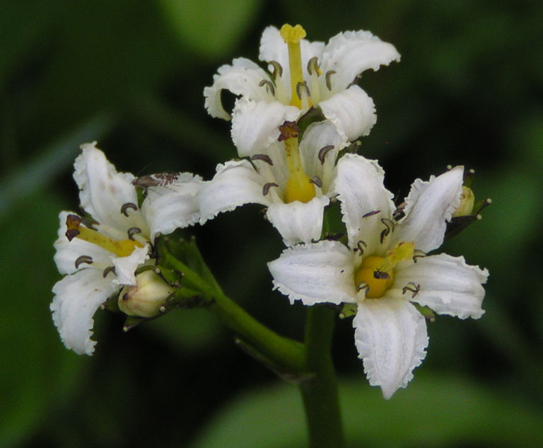 Strathcona Park: Rare Birds & Summer Plants