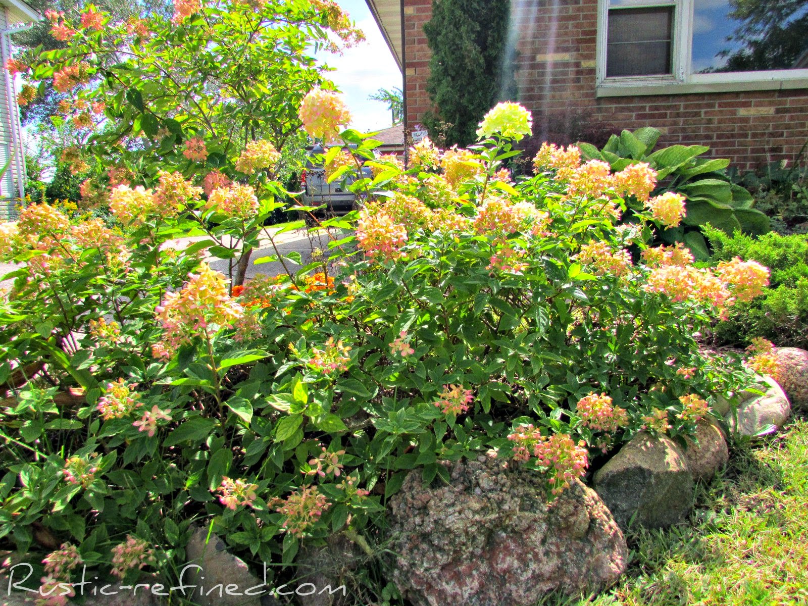 Fall Garden Tour Showcasing Sedum and Hydrangeas | Rustic & Refined