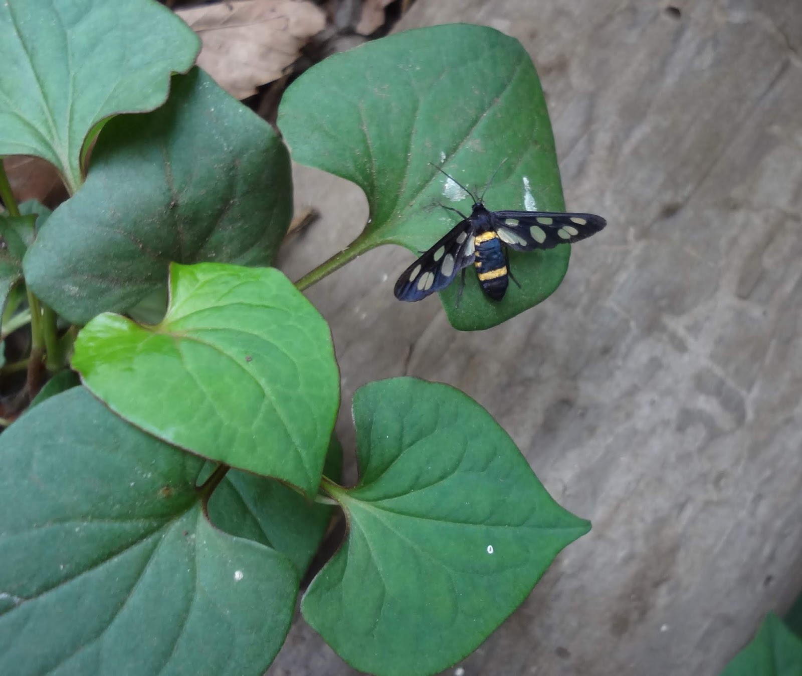 Adventure in Yokohama Citizen Forest: Life of in the Undergrowth: lots ...