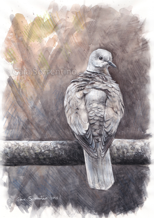 Gaia Sorrentino - Disegnatrice Naturalista : agosto 2015