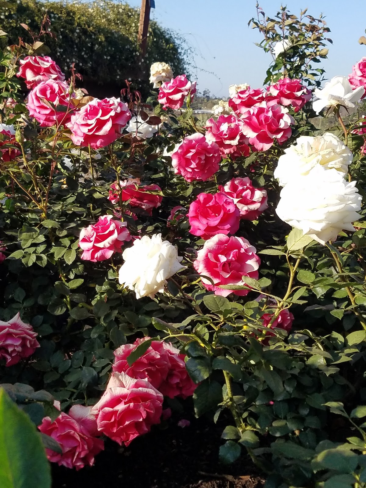 Adventures in Weseland: Balboa Park's Rose and Cactus Garden