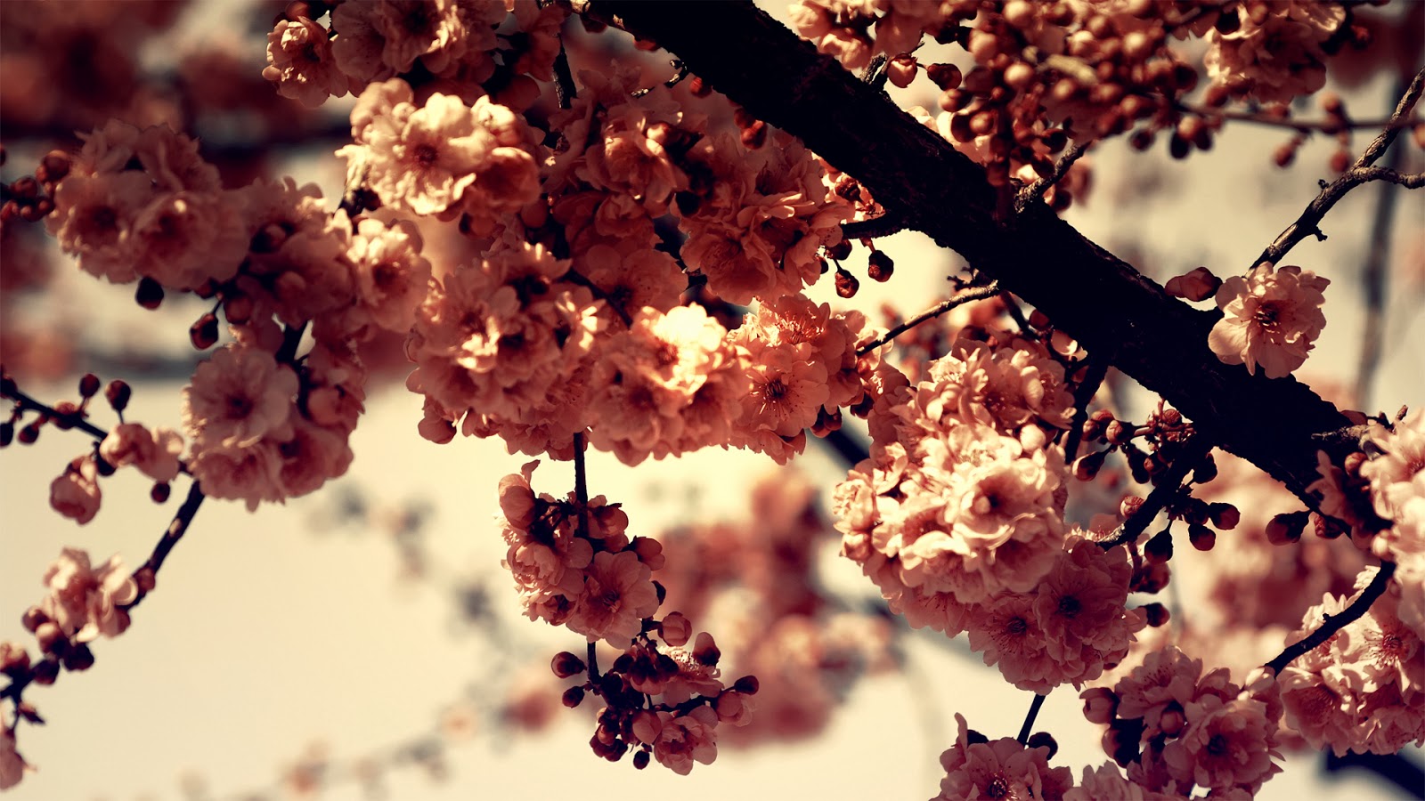 Lockev გაზაფხულის ყვავილები Wonderful Nature Spring