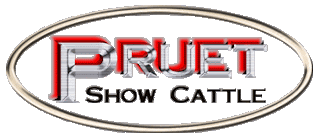 Indiana State Fair - Maine Steer Drive Sponsored By Pruet Show Cattle ...