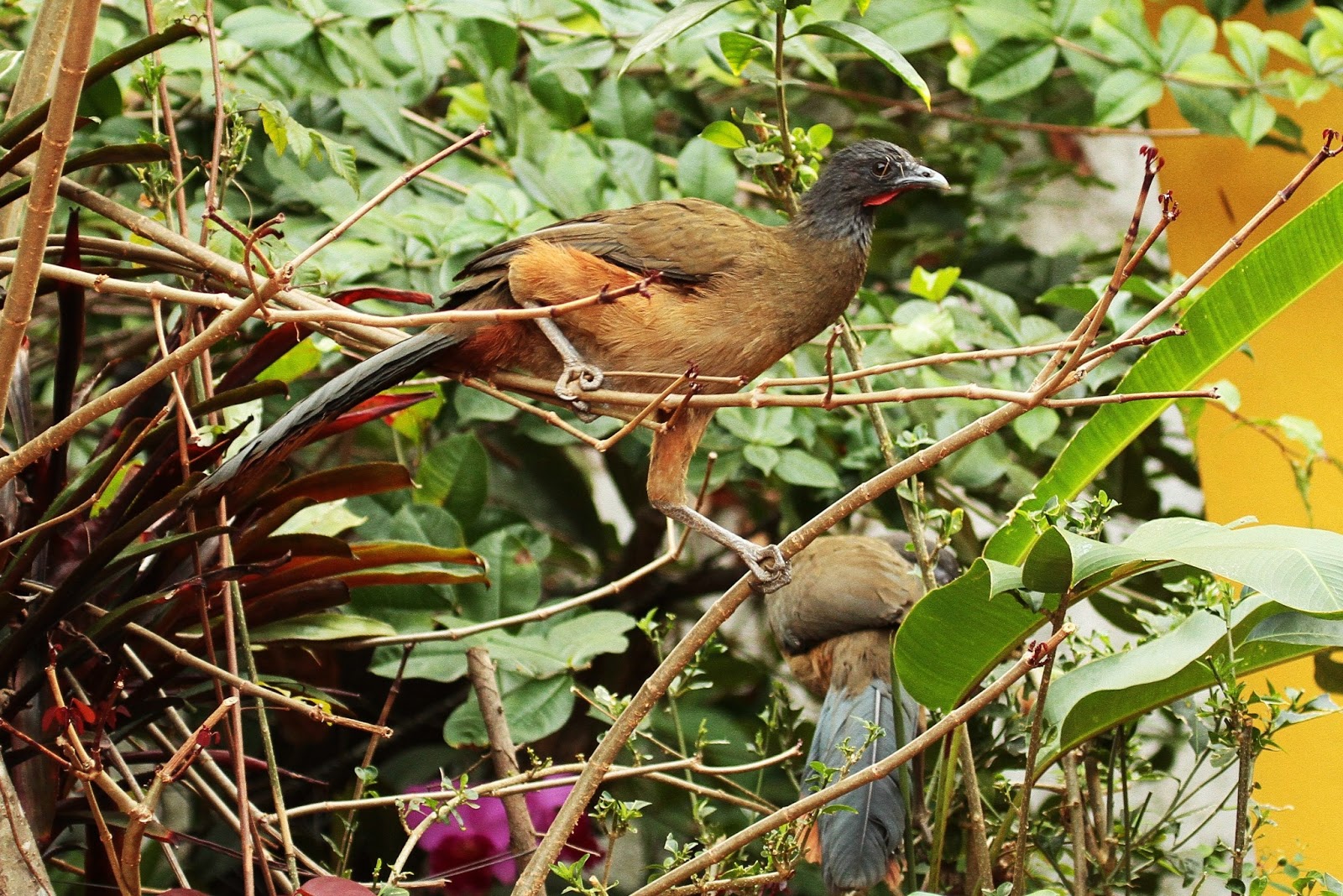Nuestro bello mundo...: Rufous-vented Chachalaca, Ortalis ruficauda ...