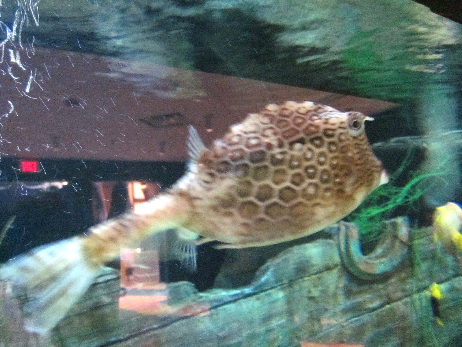 Travel NC With Kids: North Carolina Aquarium on Roanoke Island - Fun ...