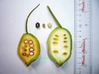 Fruit Species: SPINE GOURD