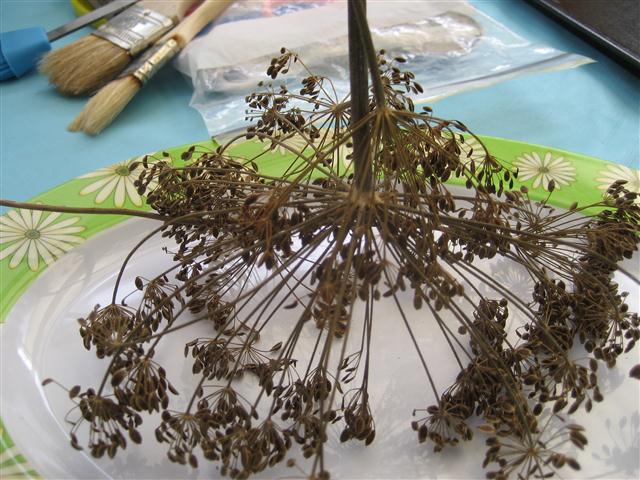 Eudlo Seed Savers Group