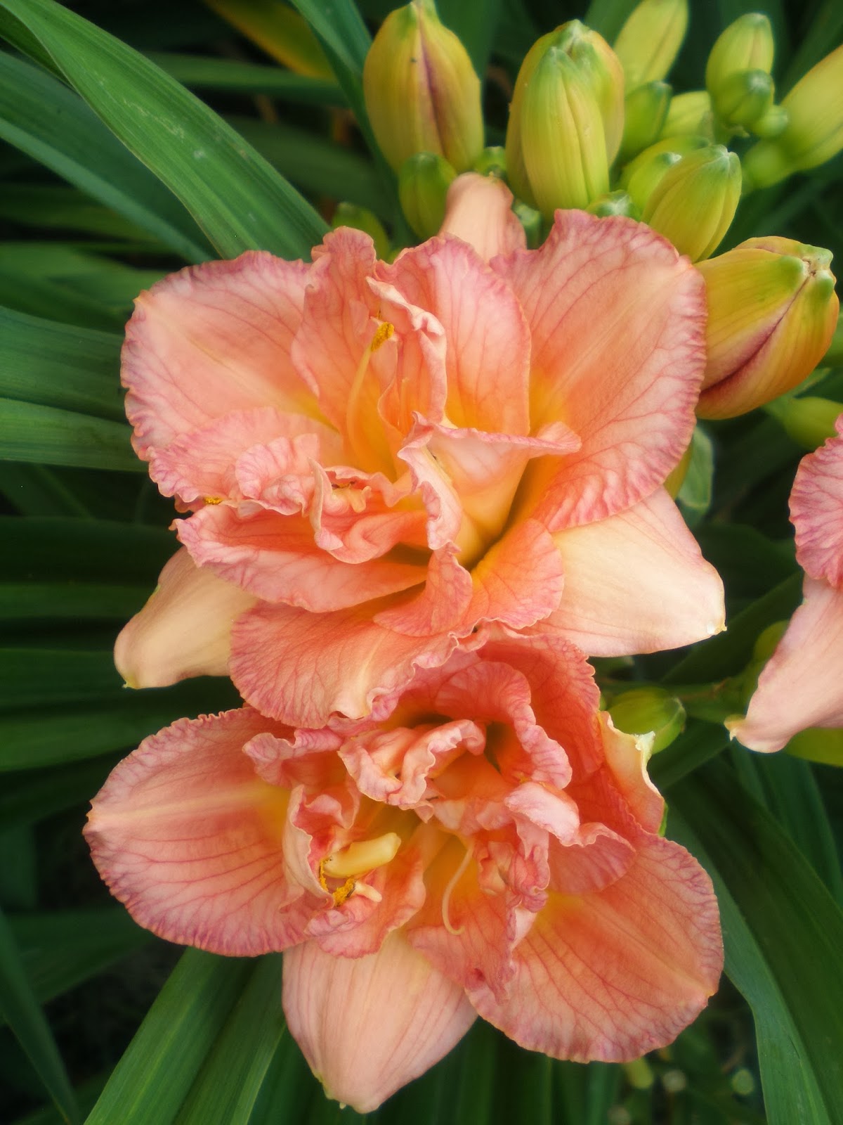 Mike Fleche Daylilies: Gwendolyn Vole’s Pink Organdy
