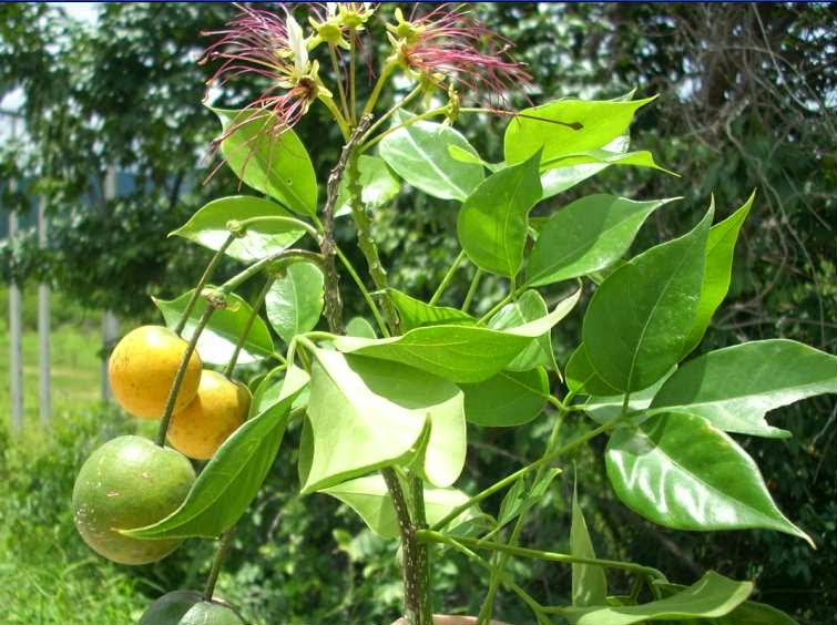 Trapiá - Crateva tapia L.