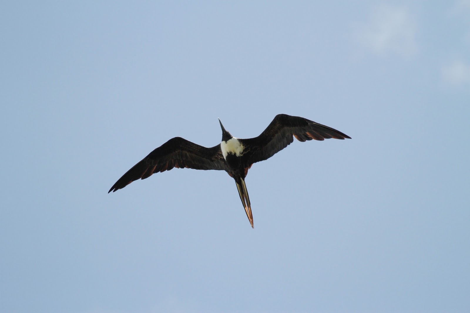 Philly Bird Nerd : Birds in Motion