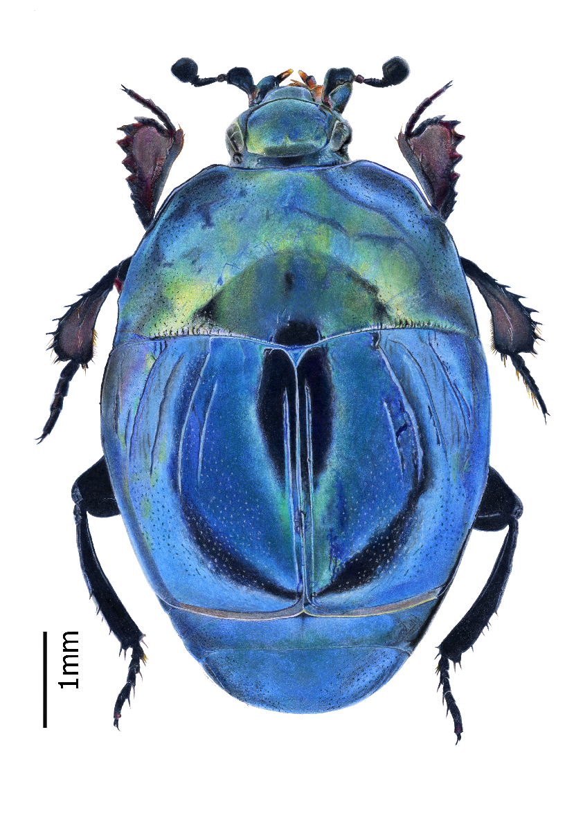 Ane Zufiaurre Seijo - Saprinus splendens