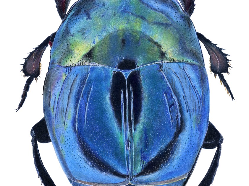 Ane Zufiaurre Seijo - Saprinus splendens