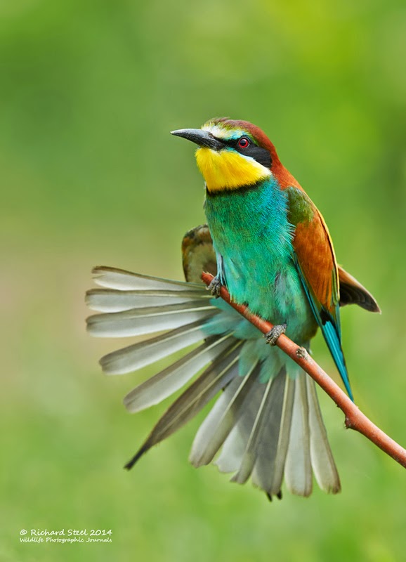 Wildlife Photographic Journals: Romania and the Last Frontier - Day 8 ...