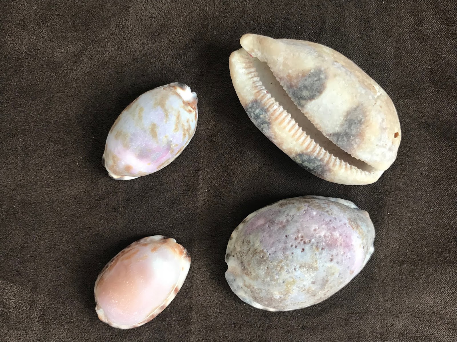 Palmers in Tonga: Seashells