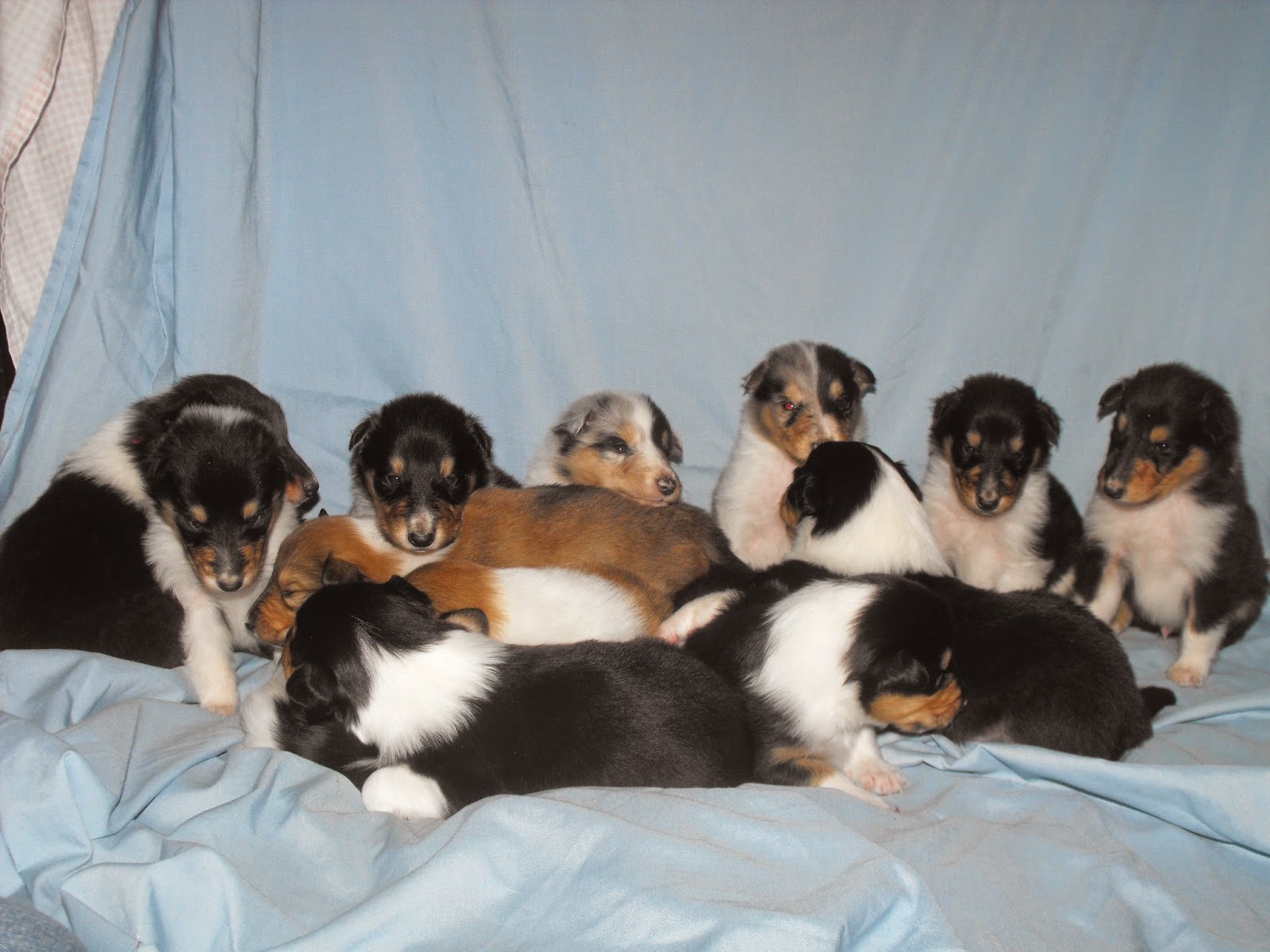 Prairie Creek's Collies: Fun Photos