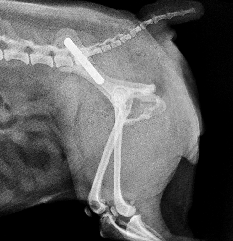 ARTROVET: Fractura de cadera