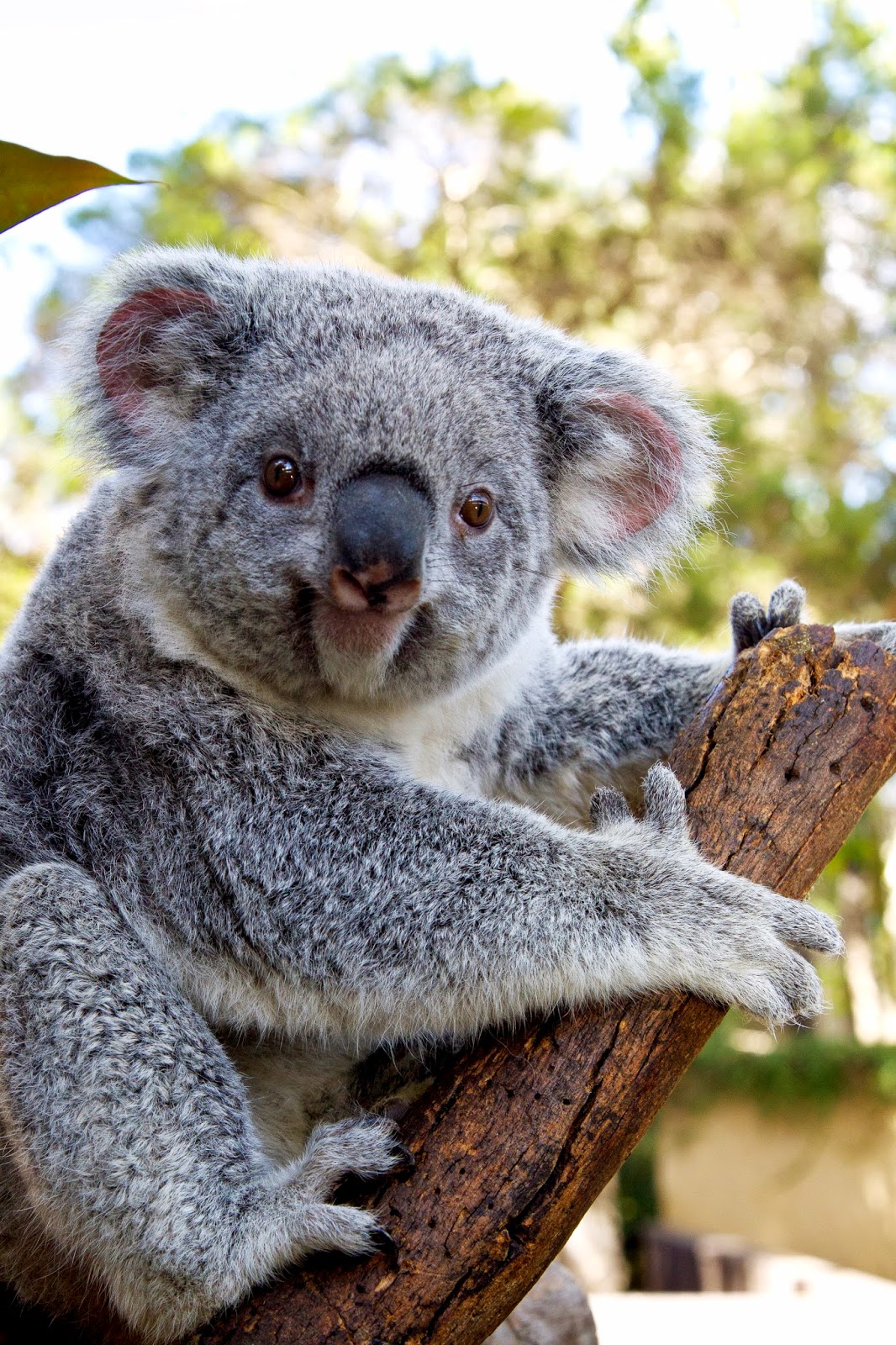 Life In the Desert: Koalas and reptiles...