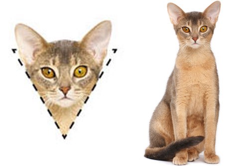 Cats Face Shape Influence on its Character? | Anatomy of a Cat - MASSAPEDIA