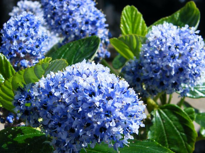 Ceanothus Arboreus 'Trewithen Blue' Plants | Garden How