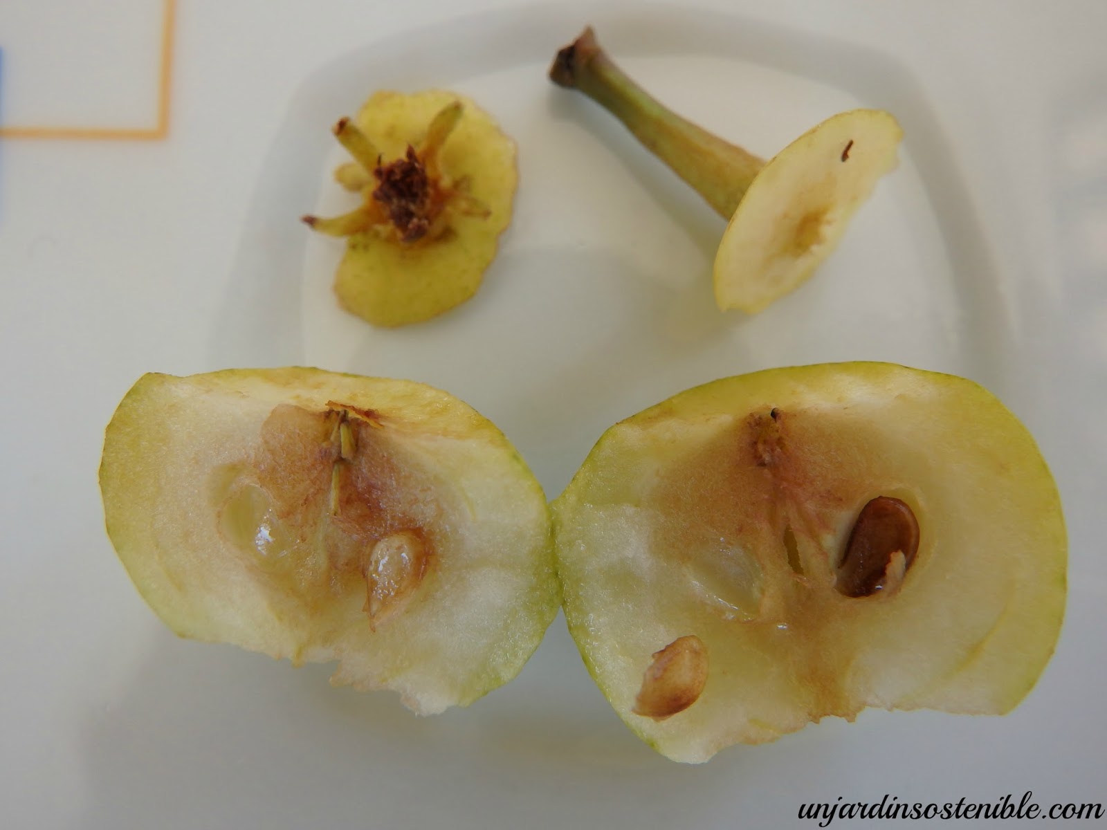 Pyrus communis (Peritas de San Juan, Peritas de la Reina etc.)