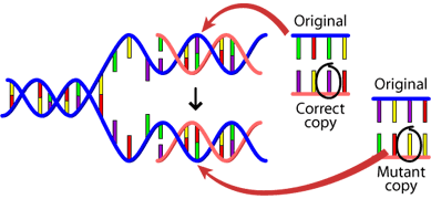 Ms. Mora's Biology Blog: MUTATIONS (MUTACIONES)