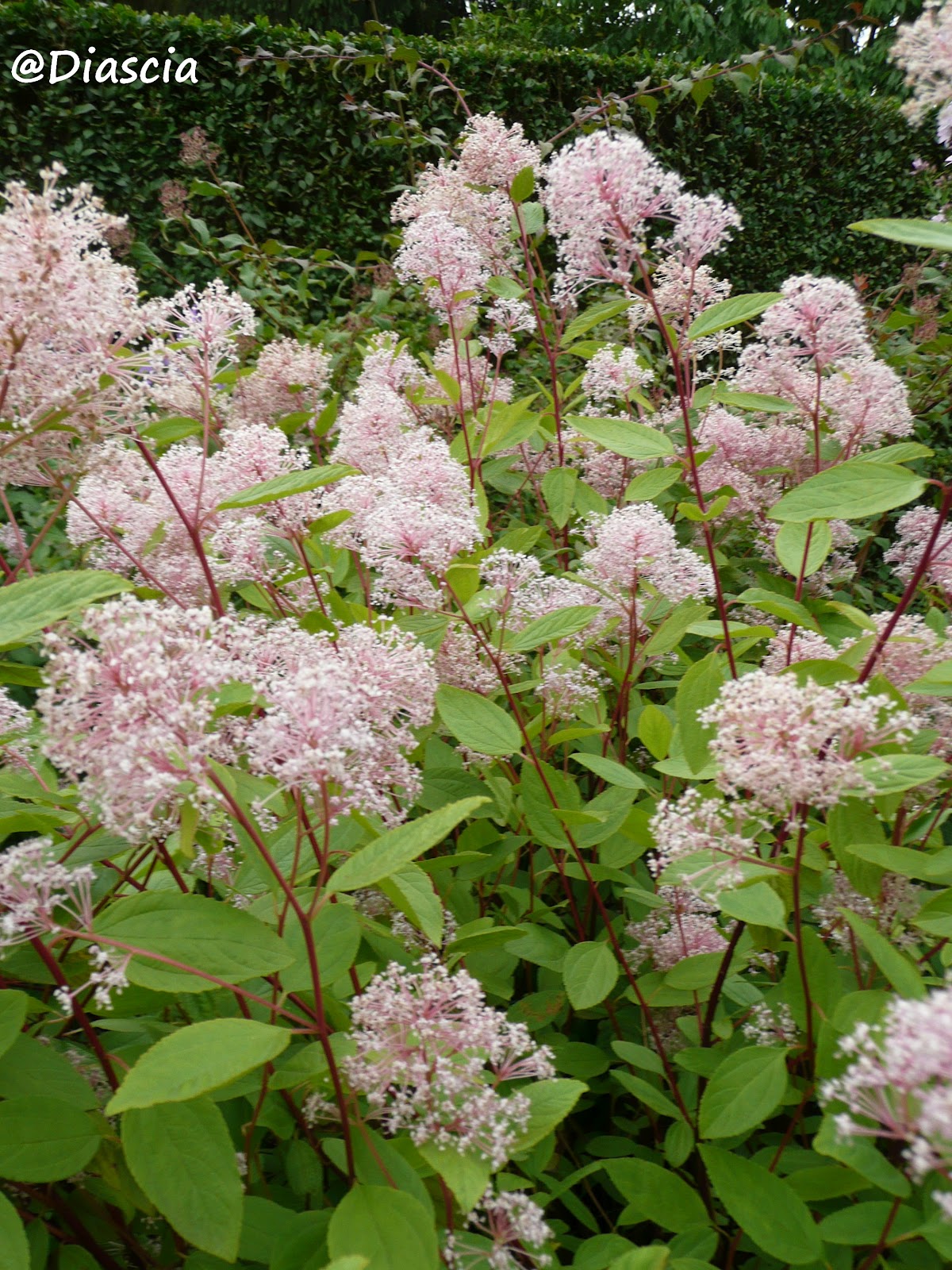 Le jardin de Diascia: CEANOTHUS PALLIDUS MARIE SIMON