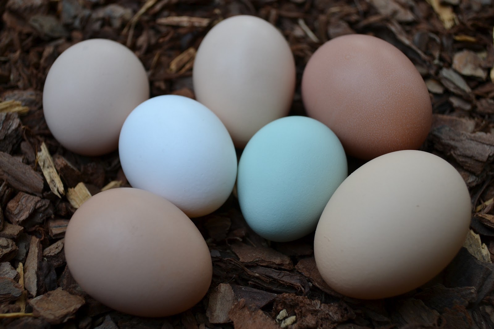 Our Neck of the Woods: Green Eggs