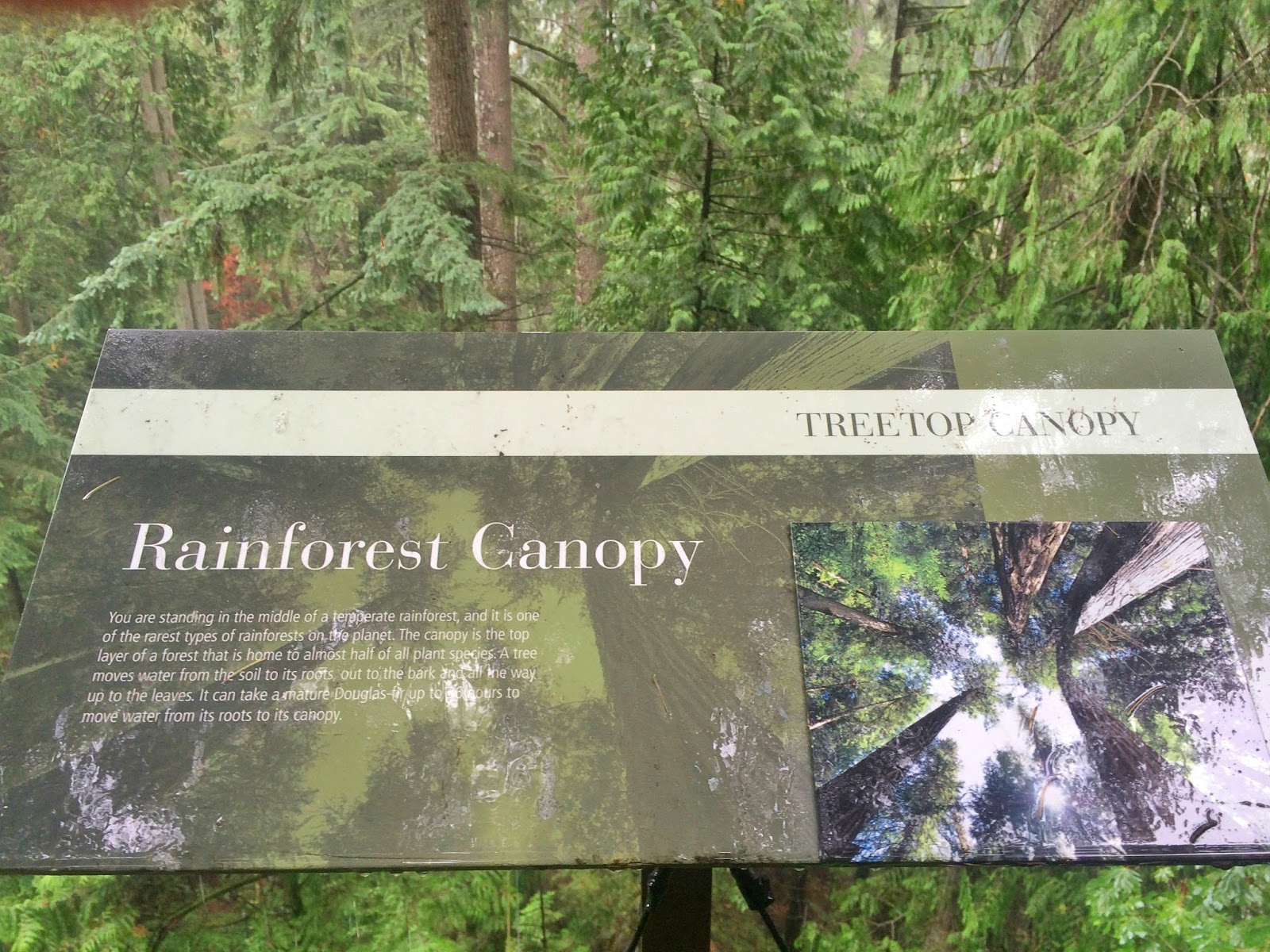 What to expect at Capilano Suspension Bridge - Vancouver - The ...