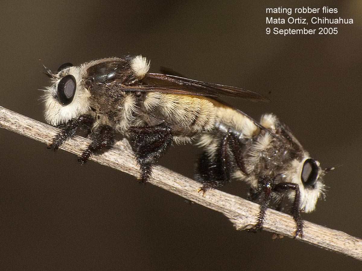 Northwest Nature Notes: KINGS OF THE INSECT JUNGLE