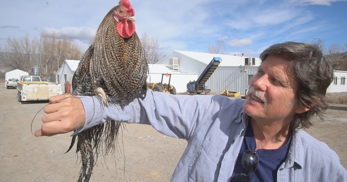 Whiting Farms: Get to know your hackle - Fly Fish Food -- Fly Tying and ...
