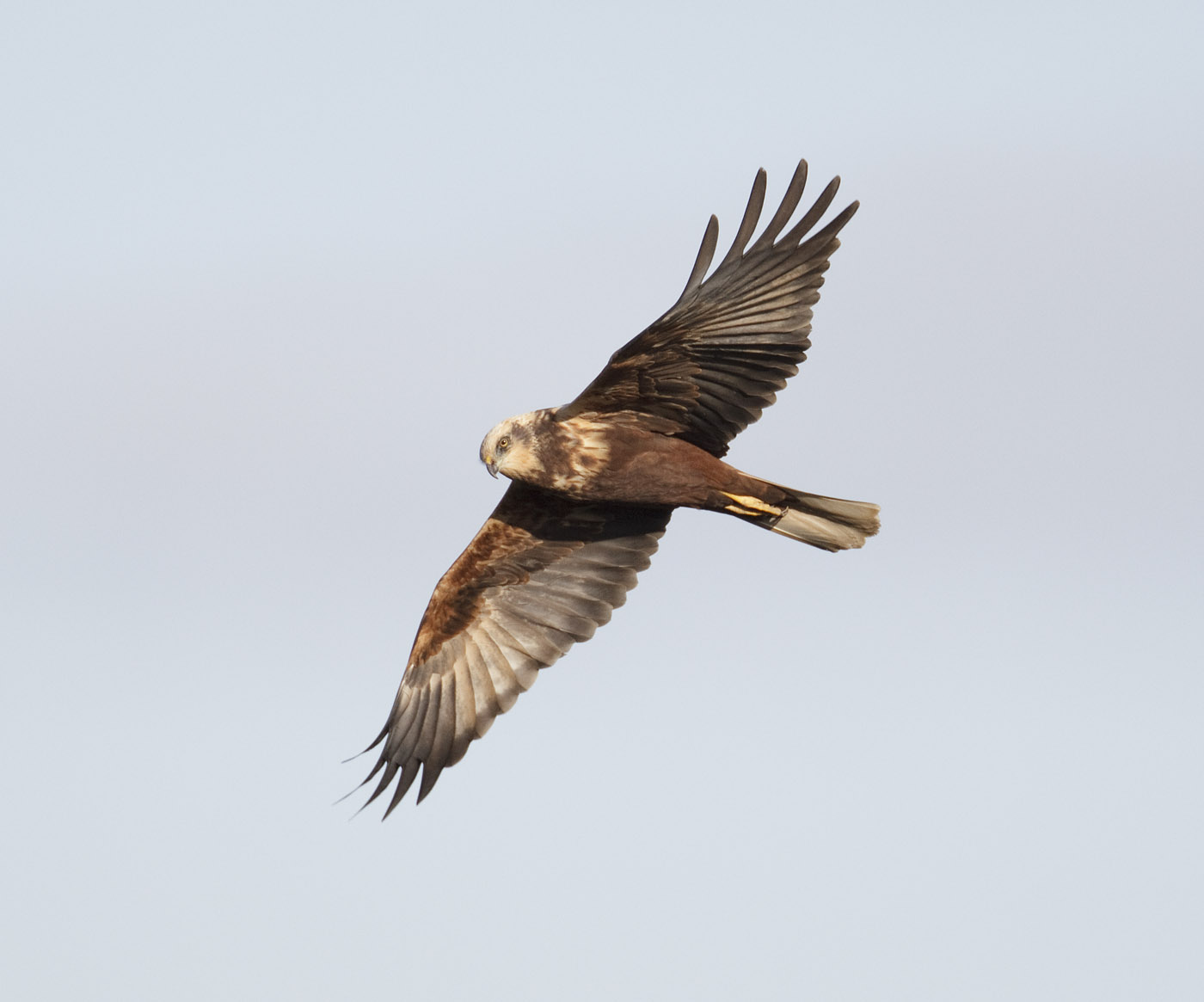 pewit: Marsh Harrier a young male