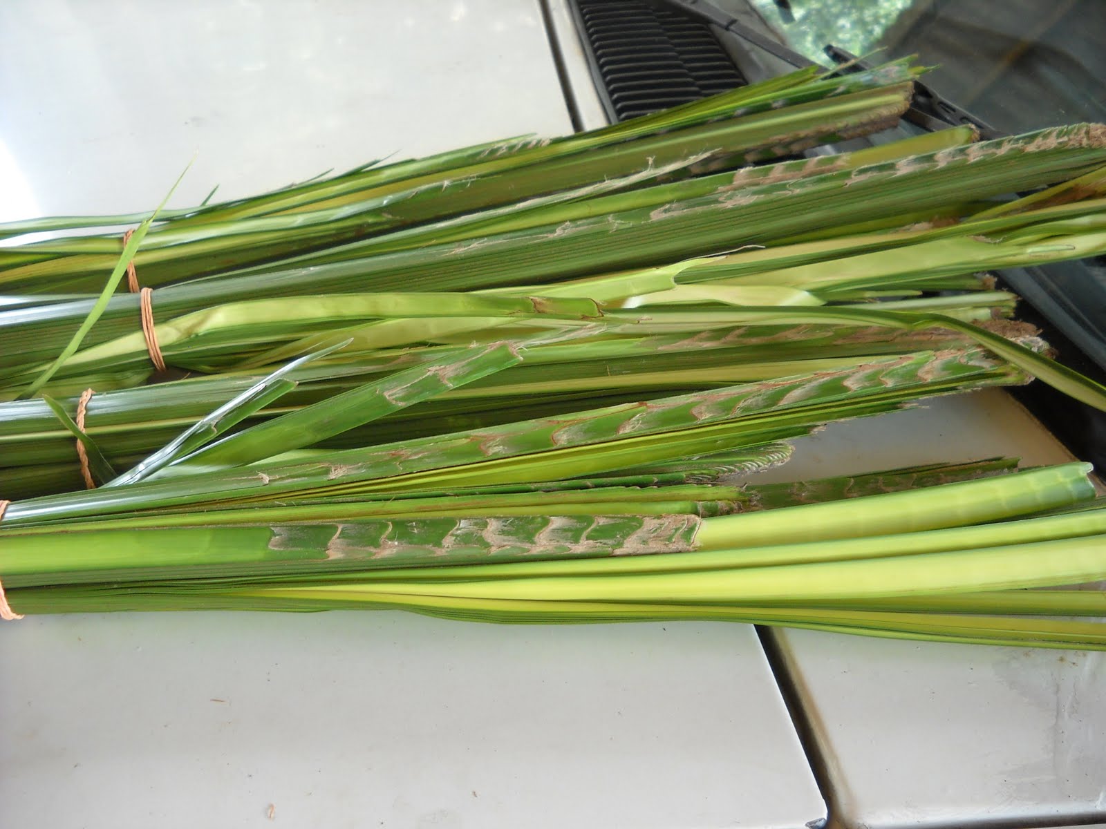 KENALI POKOK SAYANGI POKOK: DAUN PALAS