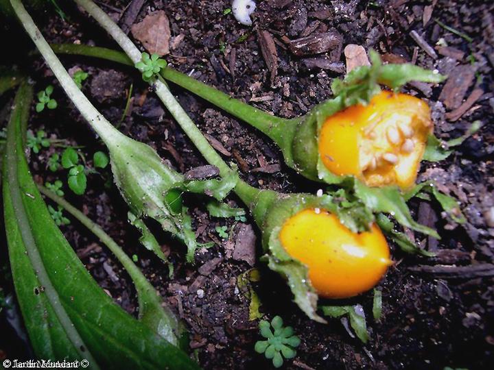 Sangrando en verde: Mandragora autumnalis: bella y peligrosa