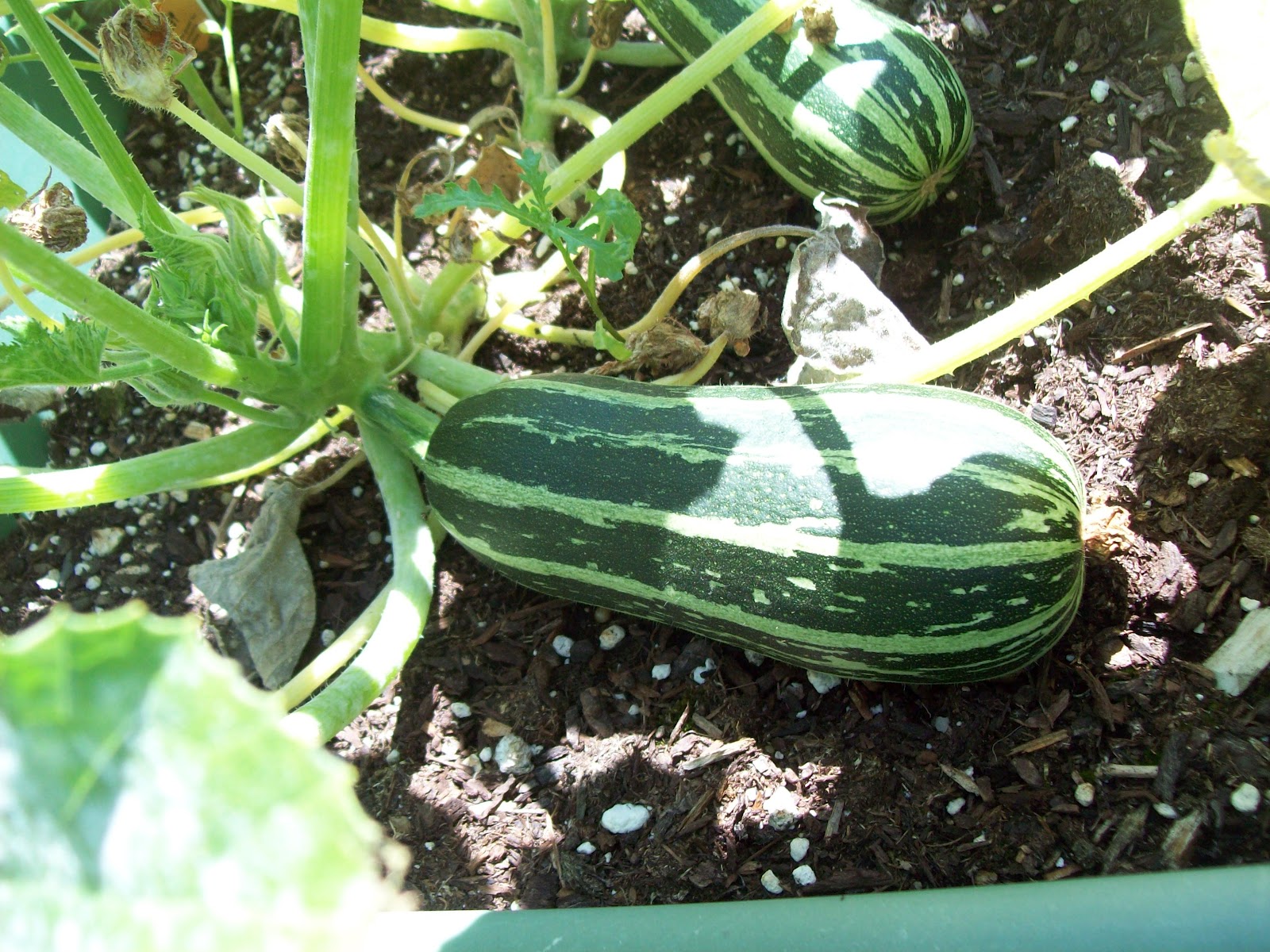 Little Girls On The Beach And Pool 45, 023 @iMGSRC.RU [EXCLUSIVE]