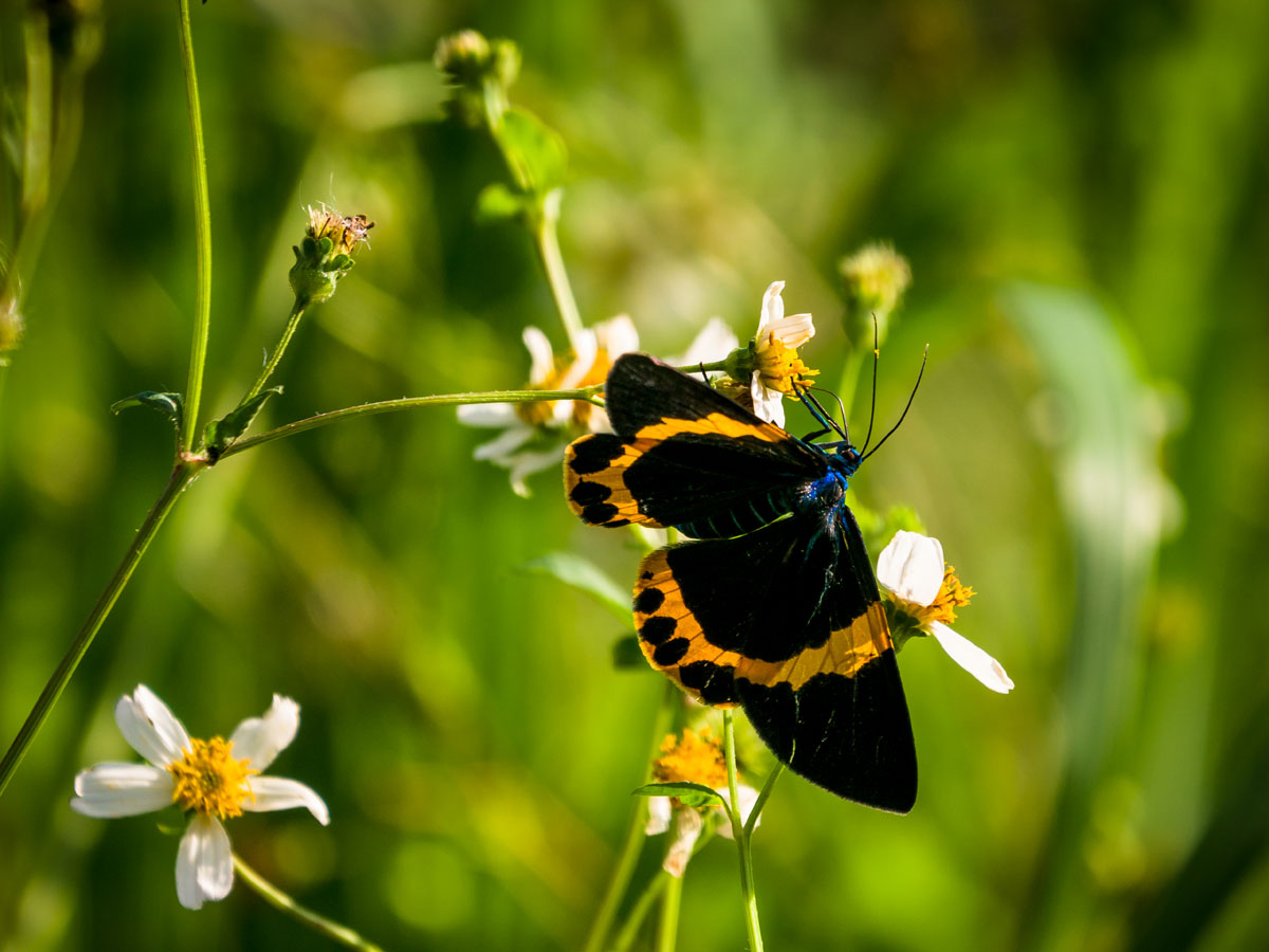 tower record: 在風中美麗搖曳的橙帶藍尺蛾_Milionia basalis (Moth)