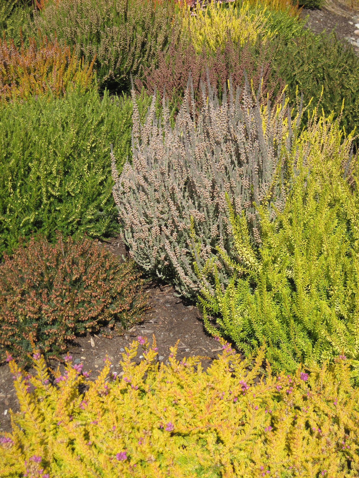 Bonney Lassie: A Visit to the Ed Hume Display Garden