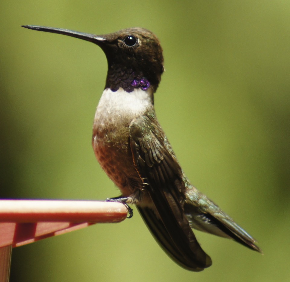 Butler's Birds: Black-Chinned Hummingbird