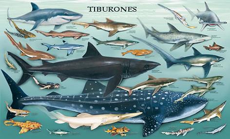 Paleontología y Evolución en la UCM: Tiburones, los grandes supervivientes.