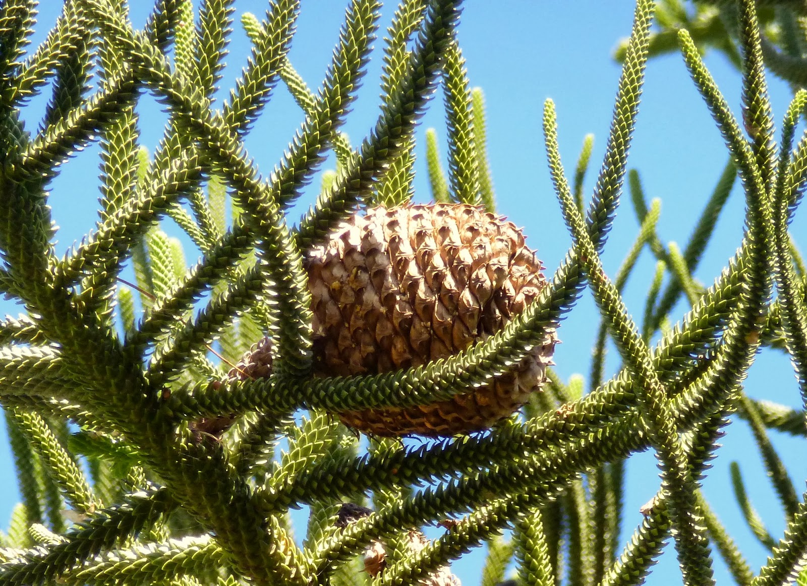 Árboles con alma: Araucaria excelsa. (Araucaria heterophylla)