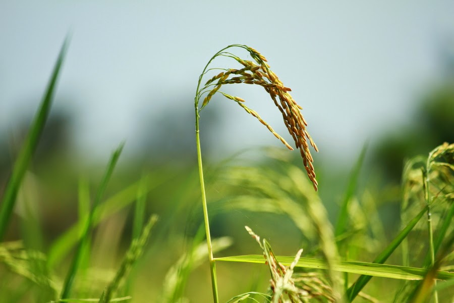 Belajar Dari Sebatang Padi ~ Goresan Pena Kehidupan