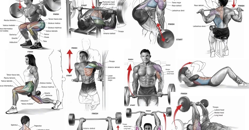 The Best Exercises to Include In Your Muscle Building Routine - Bodydulding