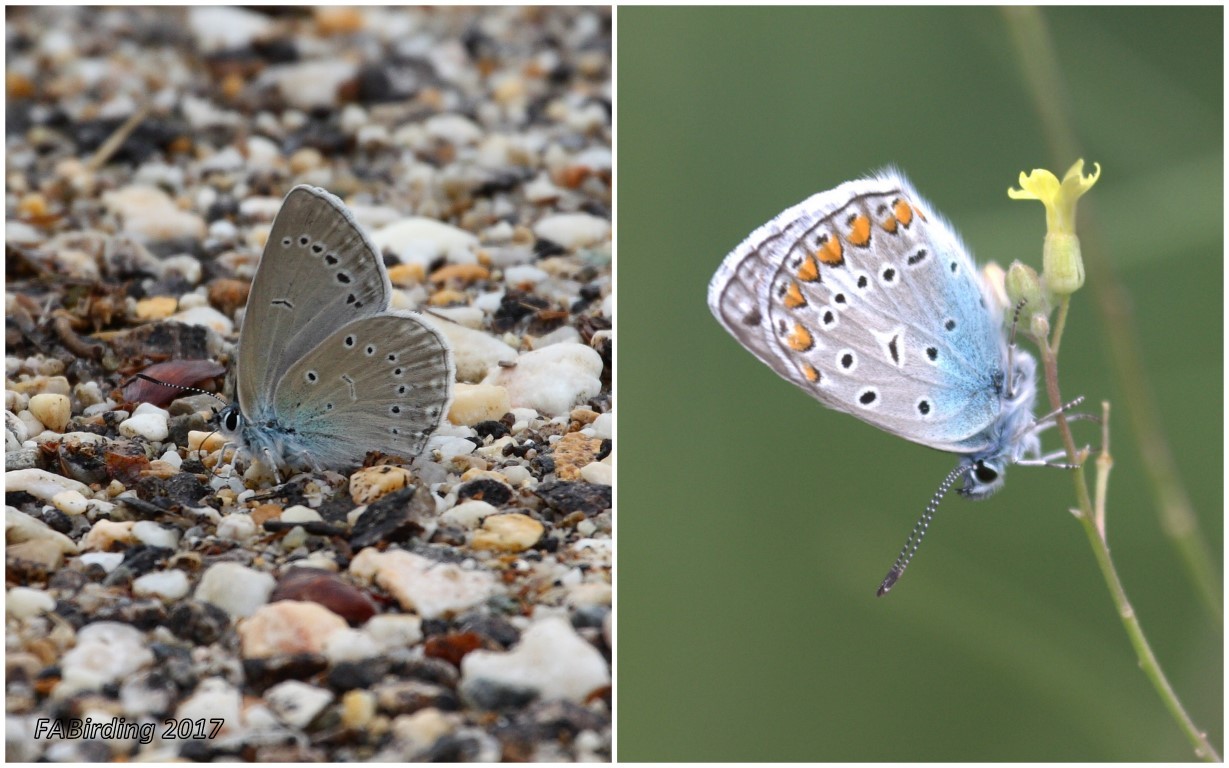 Wildlife Watching with FAB.: Northern Greece - Butterflies.