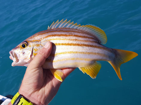 One in the Bush: Reef fishing