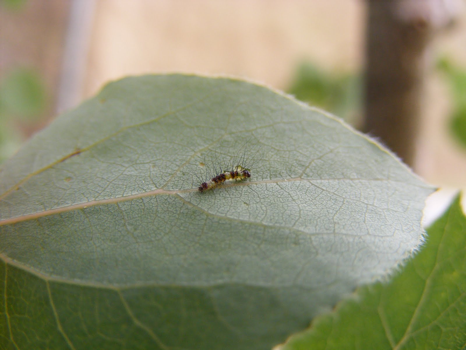 Papilio canadensis caterpillars (1st instar) | Caterpillar Eyespots