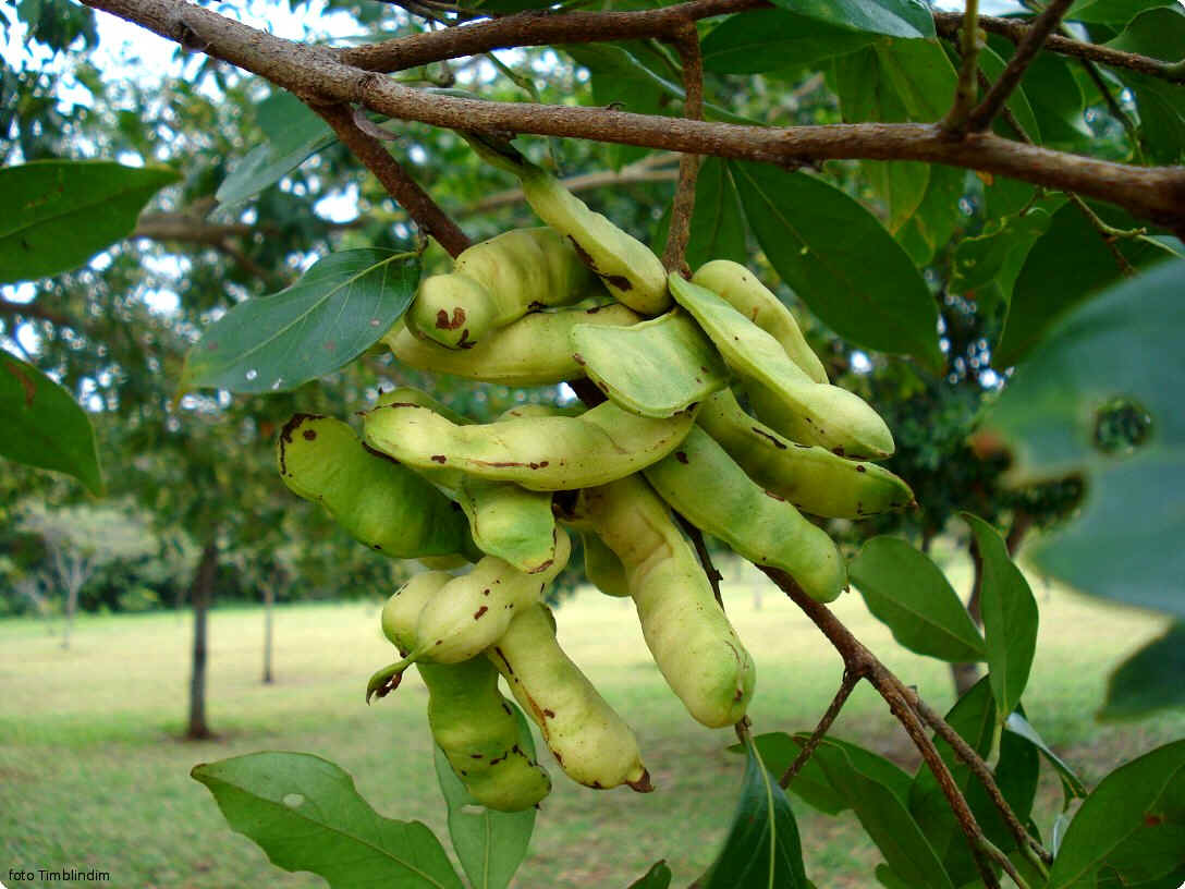 Floresta N`ativa: Catalogo - frutas