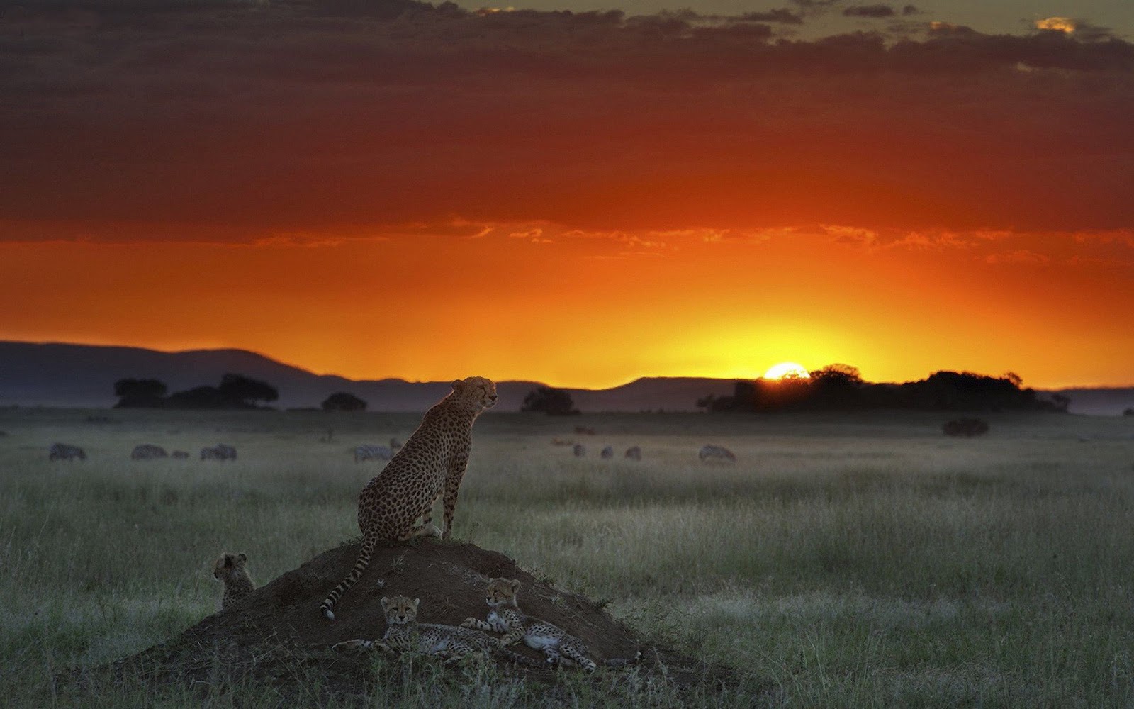 Sabana Africana wallpapers