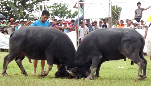 mybeautifulILOILO: San Joaquin Municipal Fiesta Highlights Pasungay