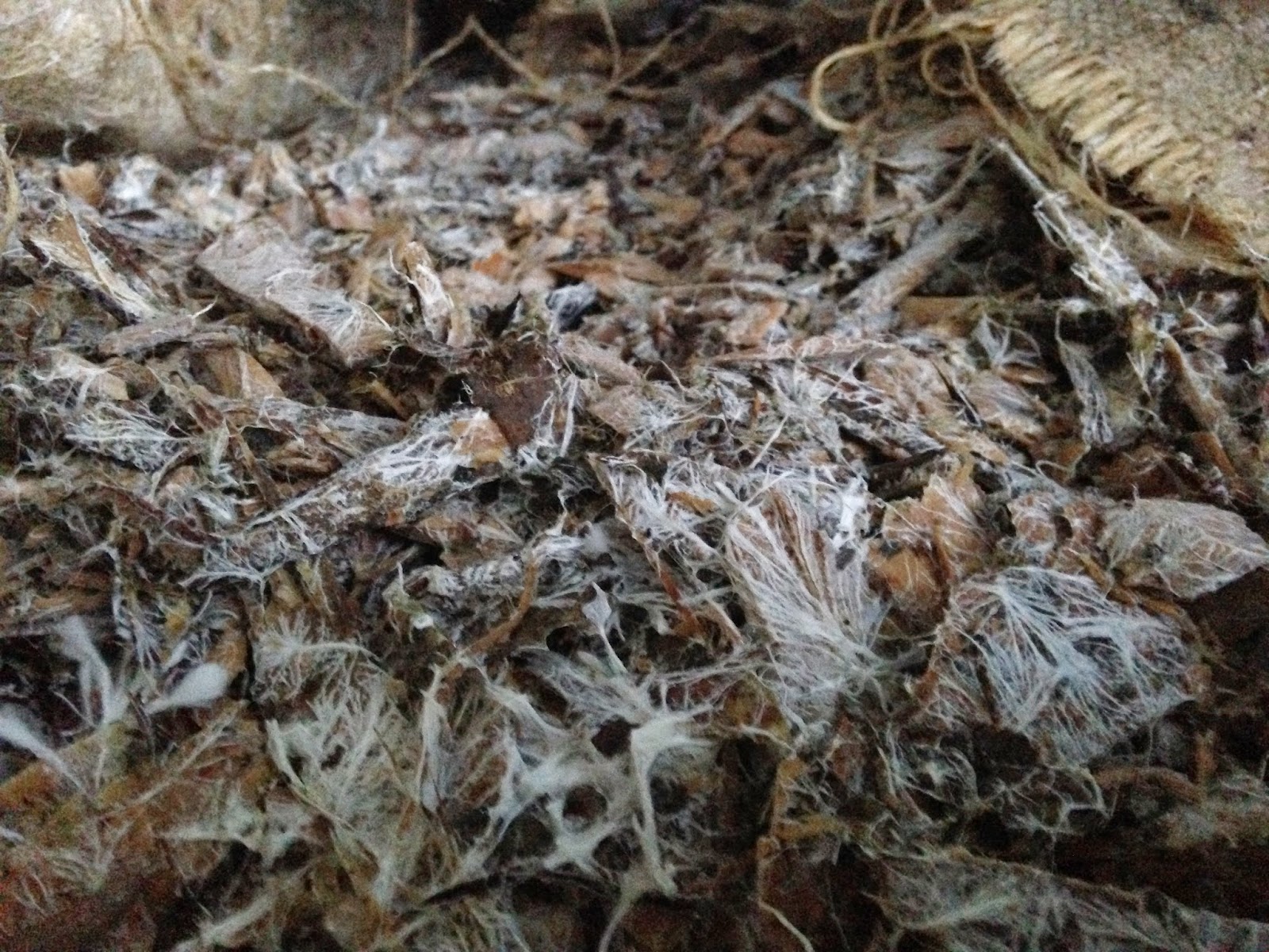 Aquaponics Alive!: Stropharia aka Garden Giant Mycelium spawned to ...