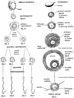 PERBANDINGAN SPERMATOGENESIS DAN OOGENESIS - Have Fun Learning Biology