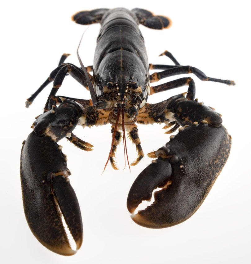 Andrea Stephanya Martinez 0041: CARACTERISTICAS DE LOS CRUSTÁCEOS Y LOS ...